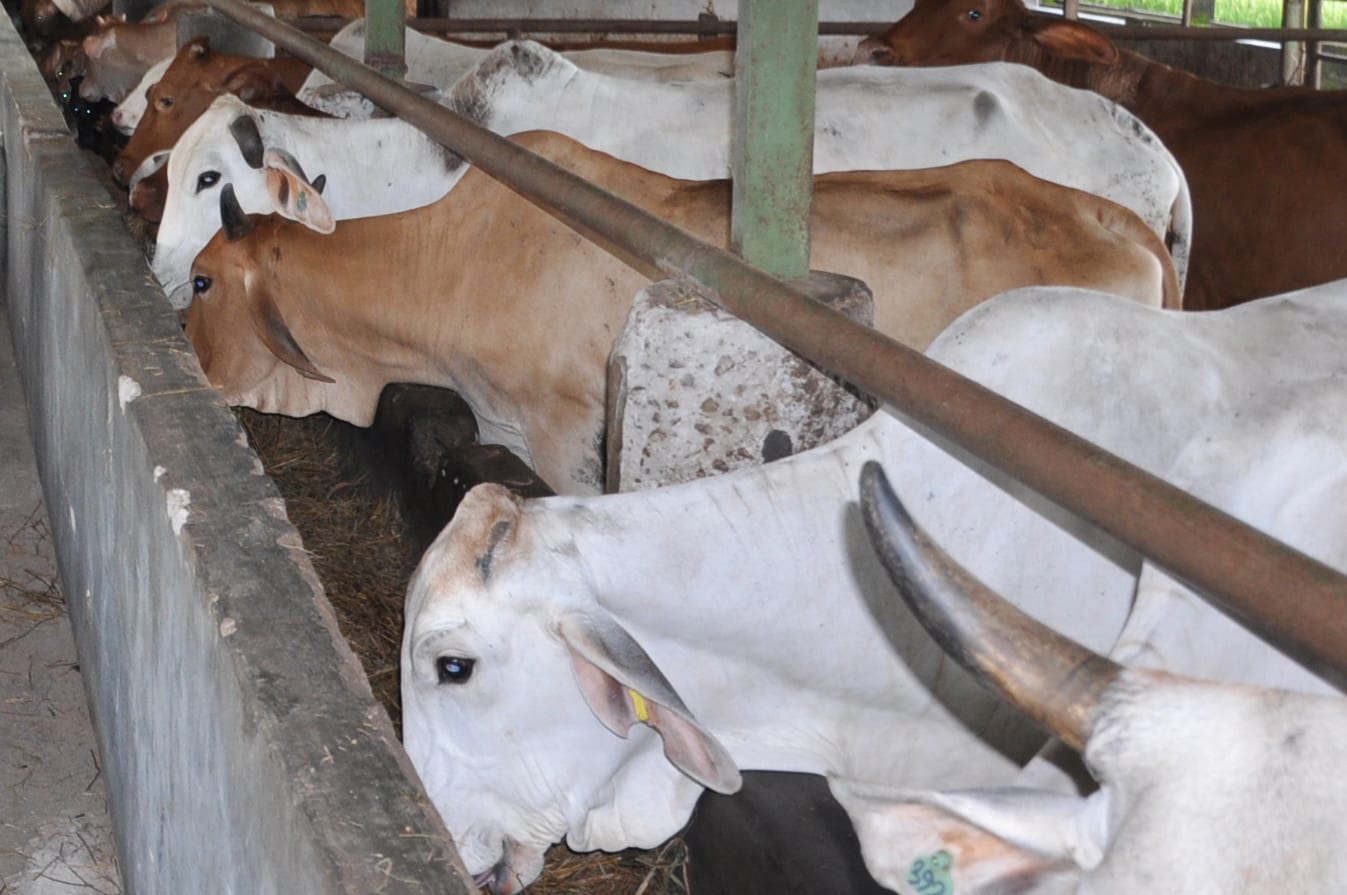 Aplikasi Teknologi Reproduksi dan Molekuler Genetik untuk Peningkatan ...