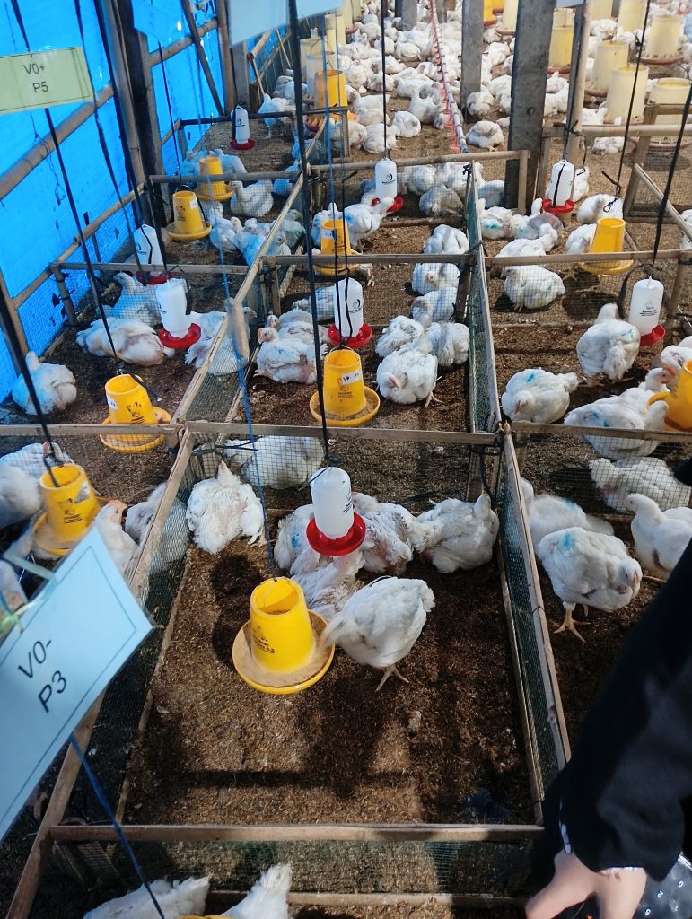 UGM Students Discover Potential of Green Betel Leaves to Enhance ...