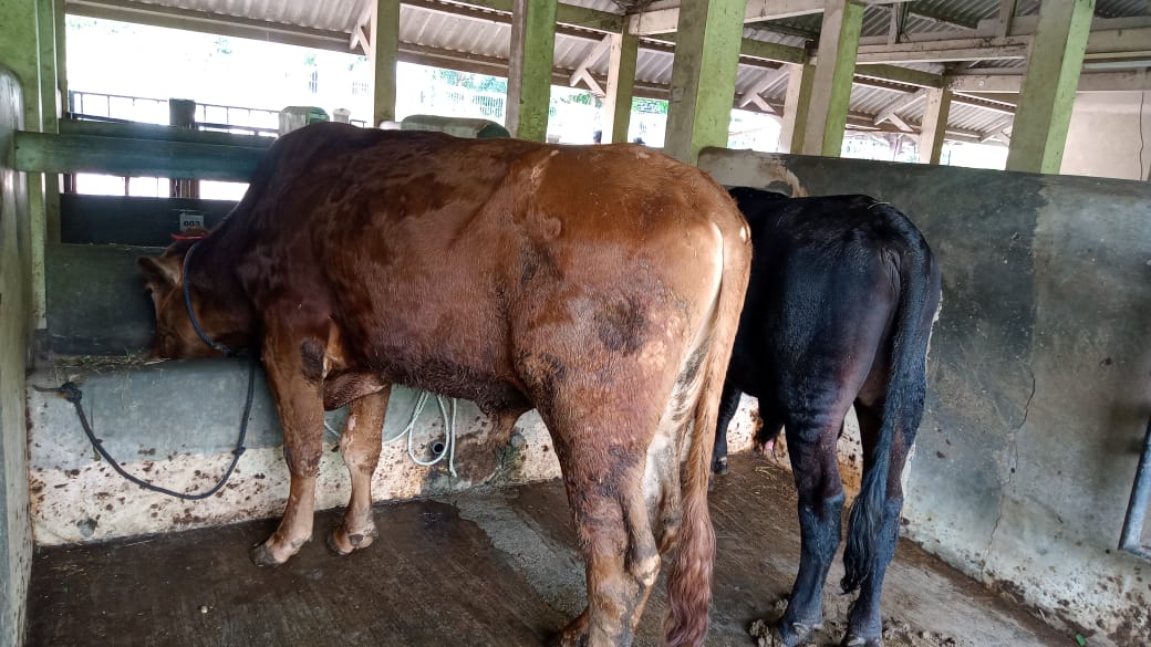 Pusat Pengembangan Ternak Fapet UGM Menyediakan Hewan Kurban – Fakultas Peternakan UGM